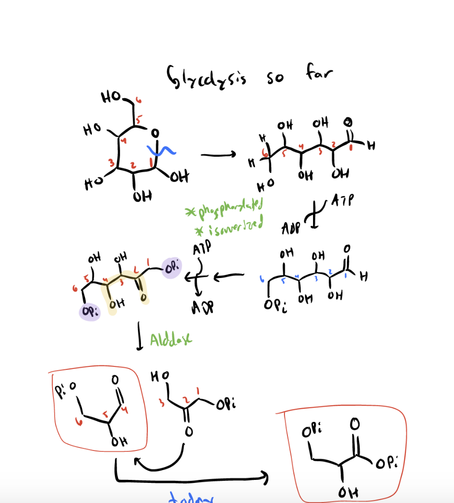 Phosphorylation Reaction Mechanism