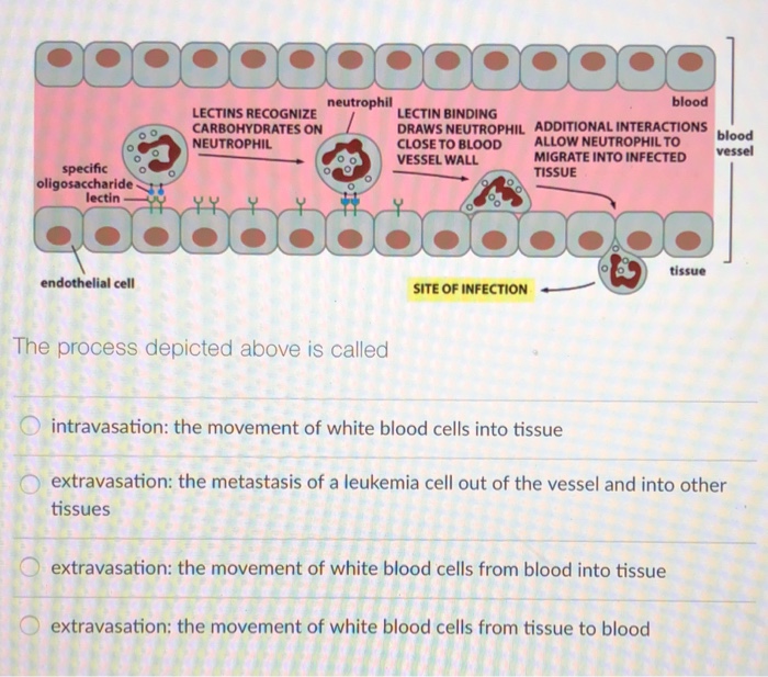 Solved neutrophil LECTIN BINDING blood LECTINS RECOGNIZE | Chegg.com