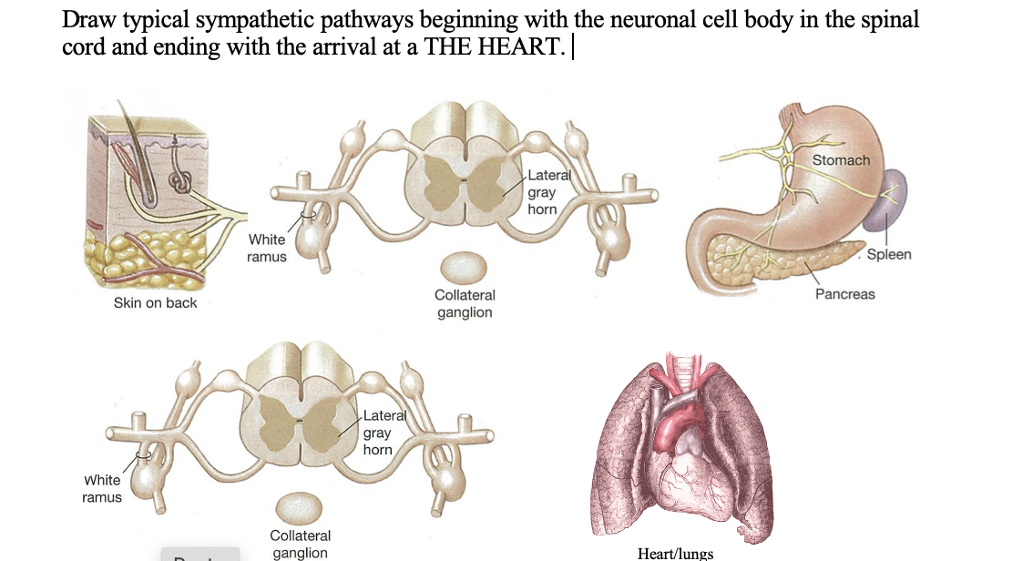 Solved Draw typical sympathetic pathways beginning with the | Chegg.com