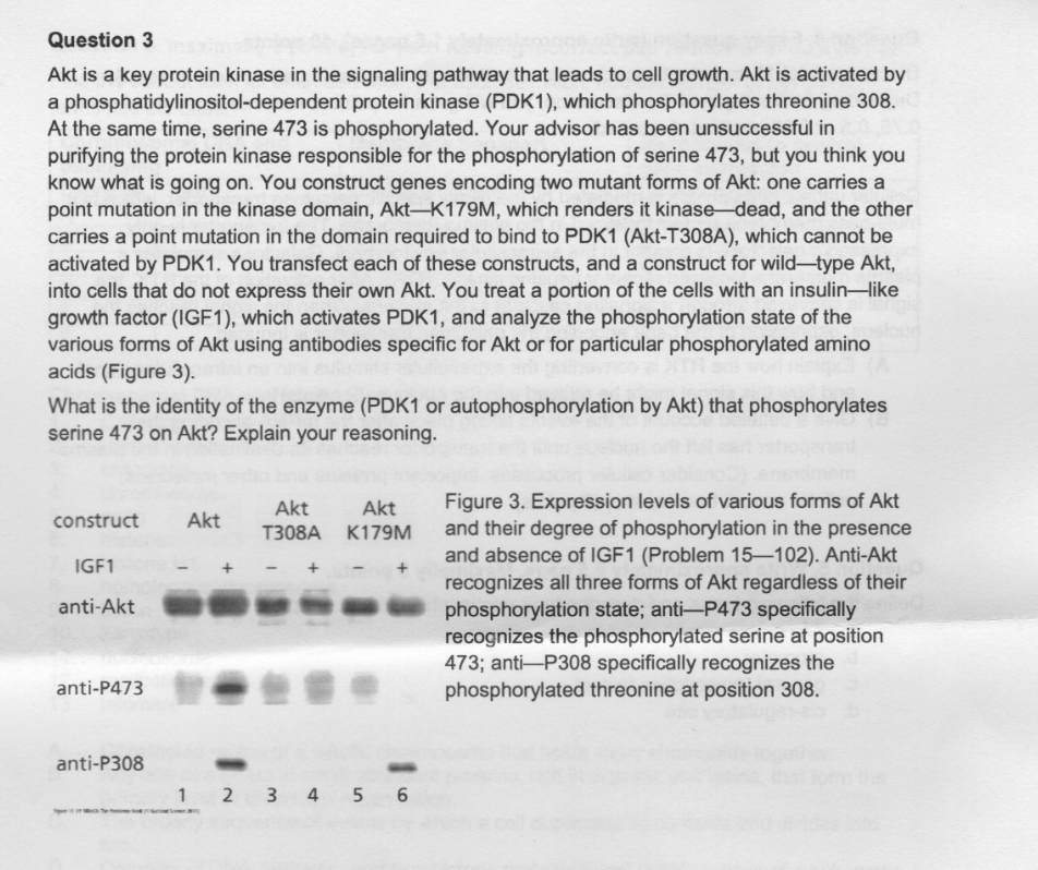 Solved Question 3Akt is a key protein kinase in the | Chegg.com