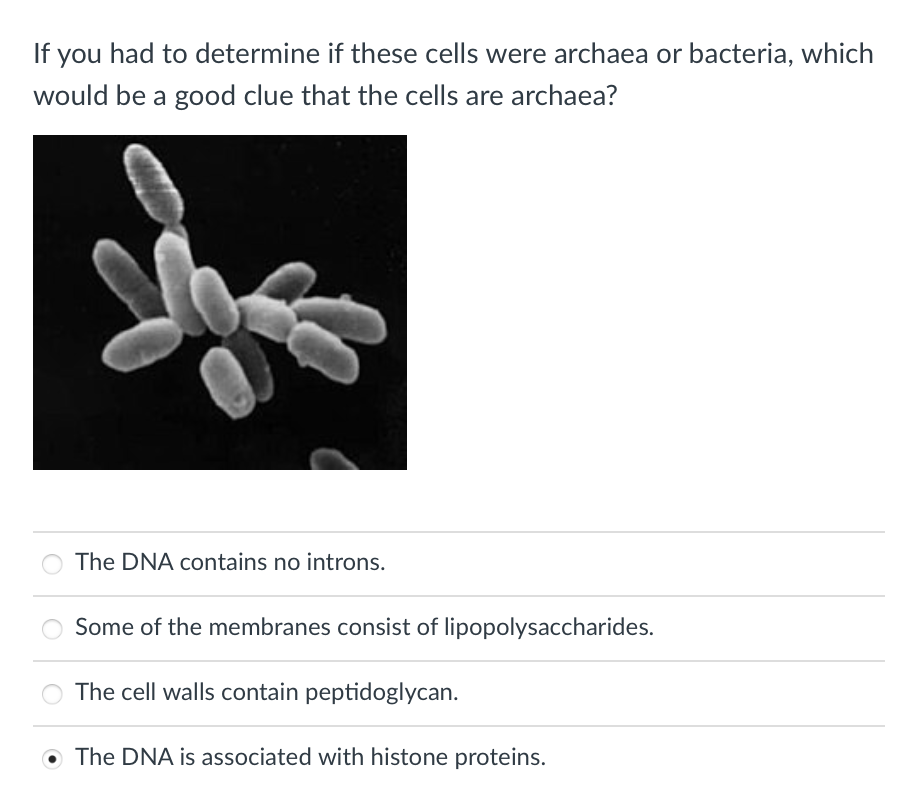 Examples Of Archaebacteria
