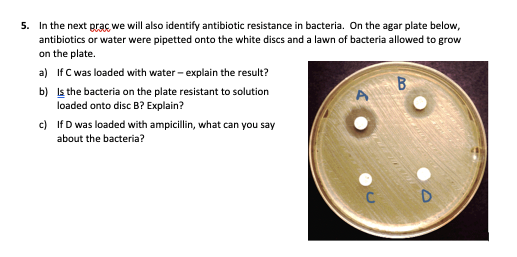 Solved 5. In the next prac we will also identify antibiotic | Chegg.com