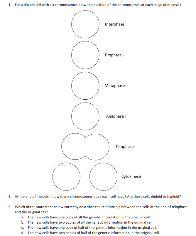 Solved 1. For a diploid cell with six chromosomes draw the | Chegg.com