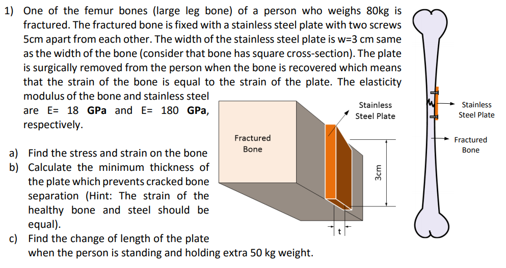 1) One of the femur bones (large leg bone) of a | Chegg.com