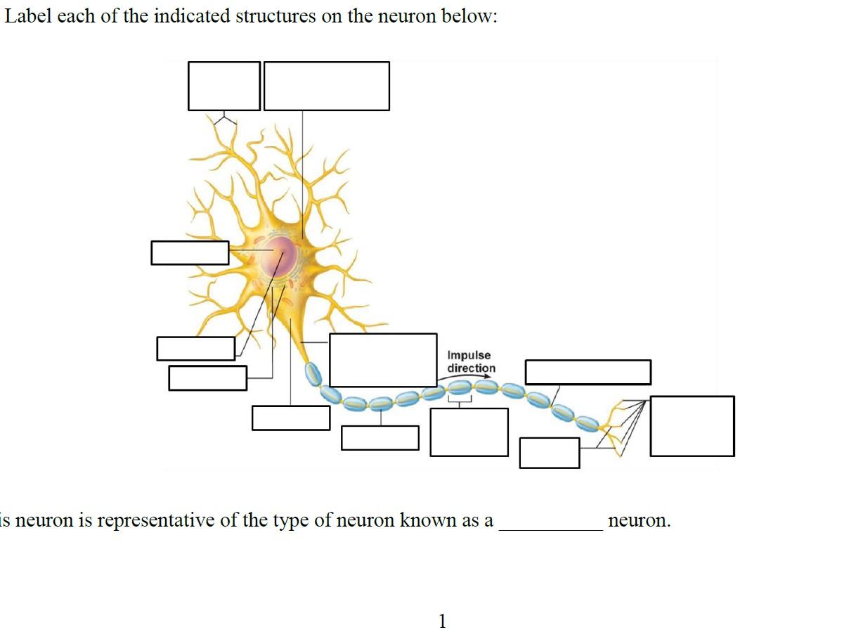 Solved Label each of the indicated structures on the neuron | Chegg.com