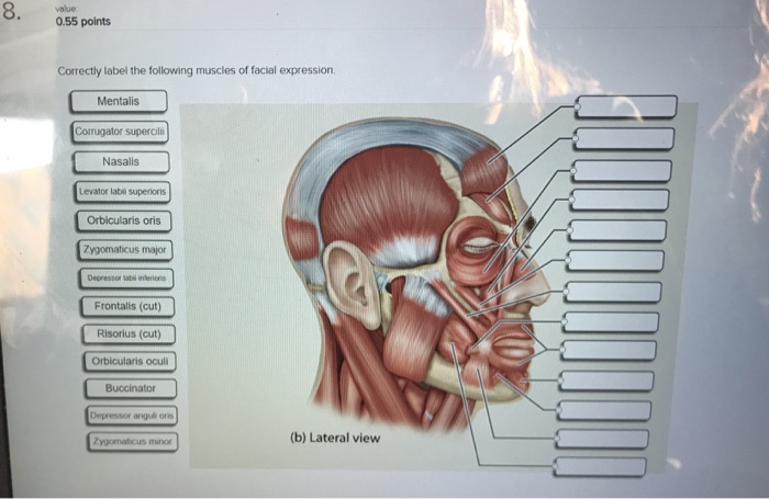 Solved value 0.55 points Correctly label the following | Chegg.com