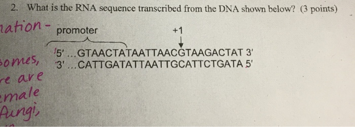 Solved 2. What is the RNA sequence transcribed from the DNA | Chegg.com