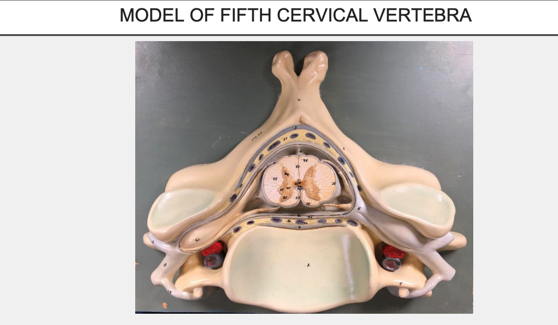 Solved Please label the following image with all the | Chegg.com