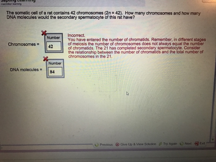 Solved The somatic cell of a rat contains 42 chromosomes (2n | Chegg.com