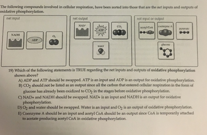 Solved The following compounds involved in cellular | Chegg.com