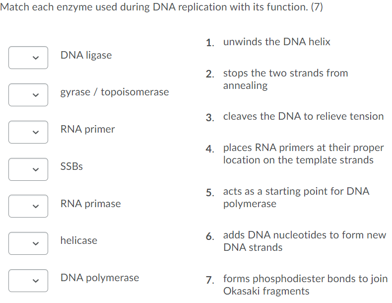 Solved Match each enzyme used during DNA replication with | Chegg.com