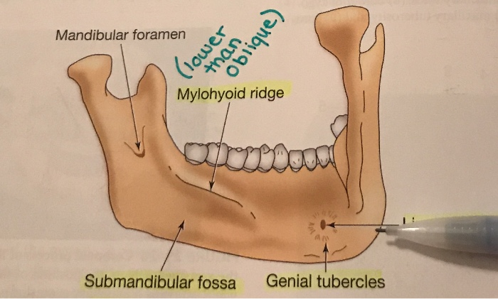 Anatomy Monday: Anatomy On Mandibular Periapical, 43% OFF