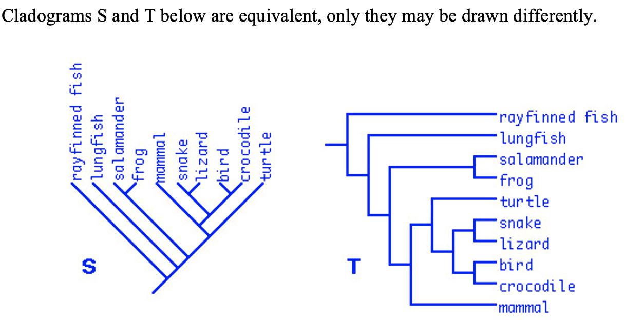 Solved Cladograms S and T below are equivalent, only they | Chegg.com