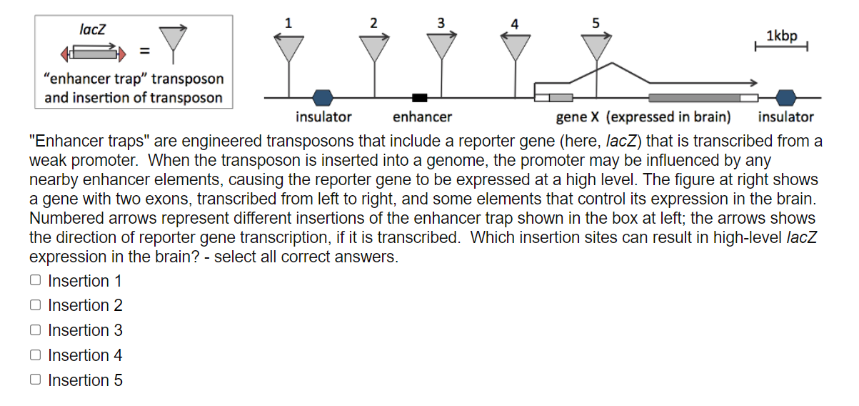 Solved 1 2 3 4 5 lacz 1kbp = "enhancer trap" transposon and | Chegg.com