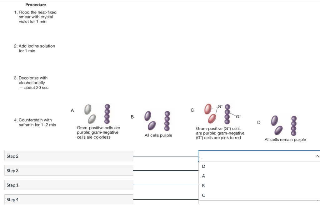 Solved Procedure 1. Flood the heat-fixed smear with crystal | Chegg.com