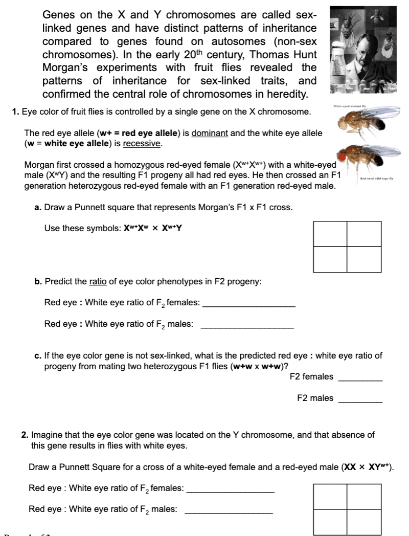Solved Genes on the X and Y chromosomes are called sexlinked | Chegg.com