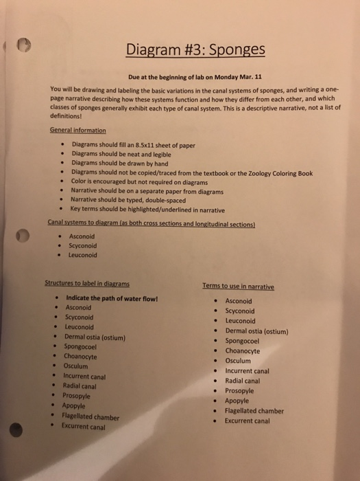 Solved Diagram #3: Sponges Due at the beginning of lab on | Chegg.com