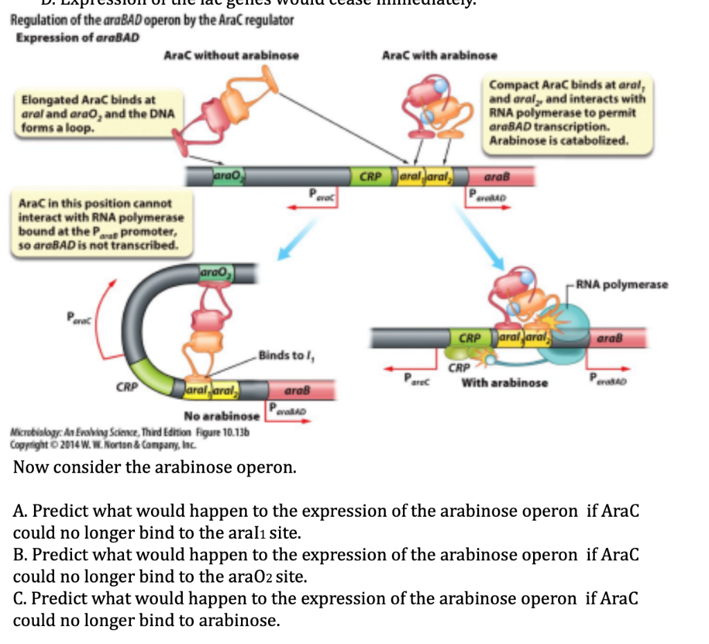 Regulation of the araBAD operon by the Arac regulator | Chegg.com