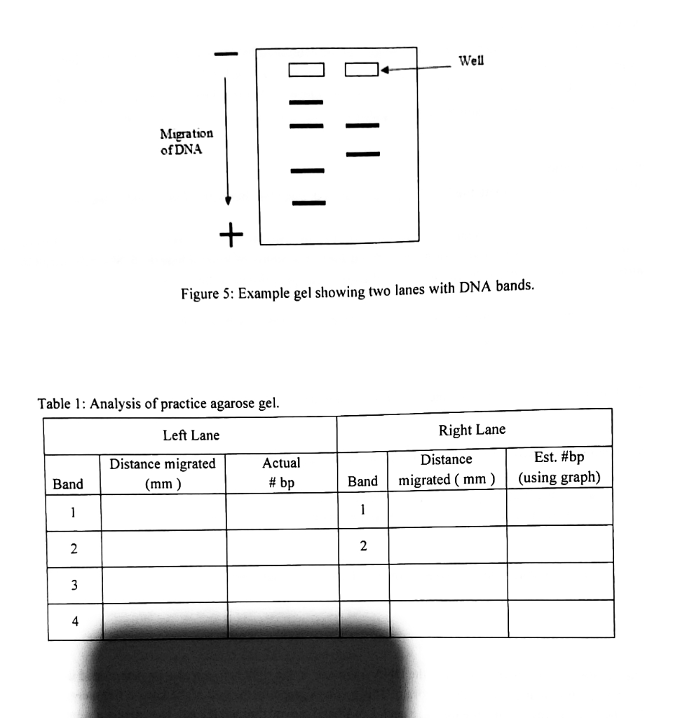 Solved Analyzing the Results The size of DNA fragments on an | Chegg.com