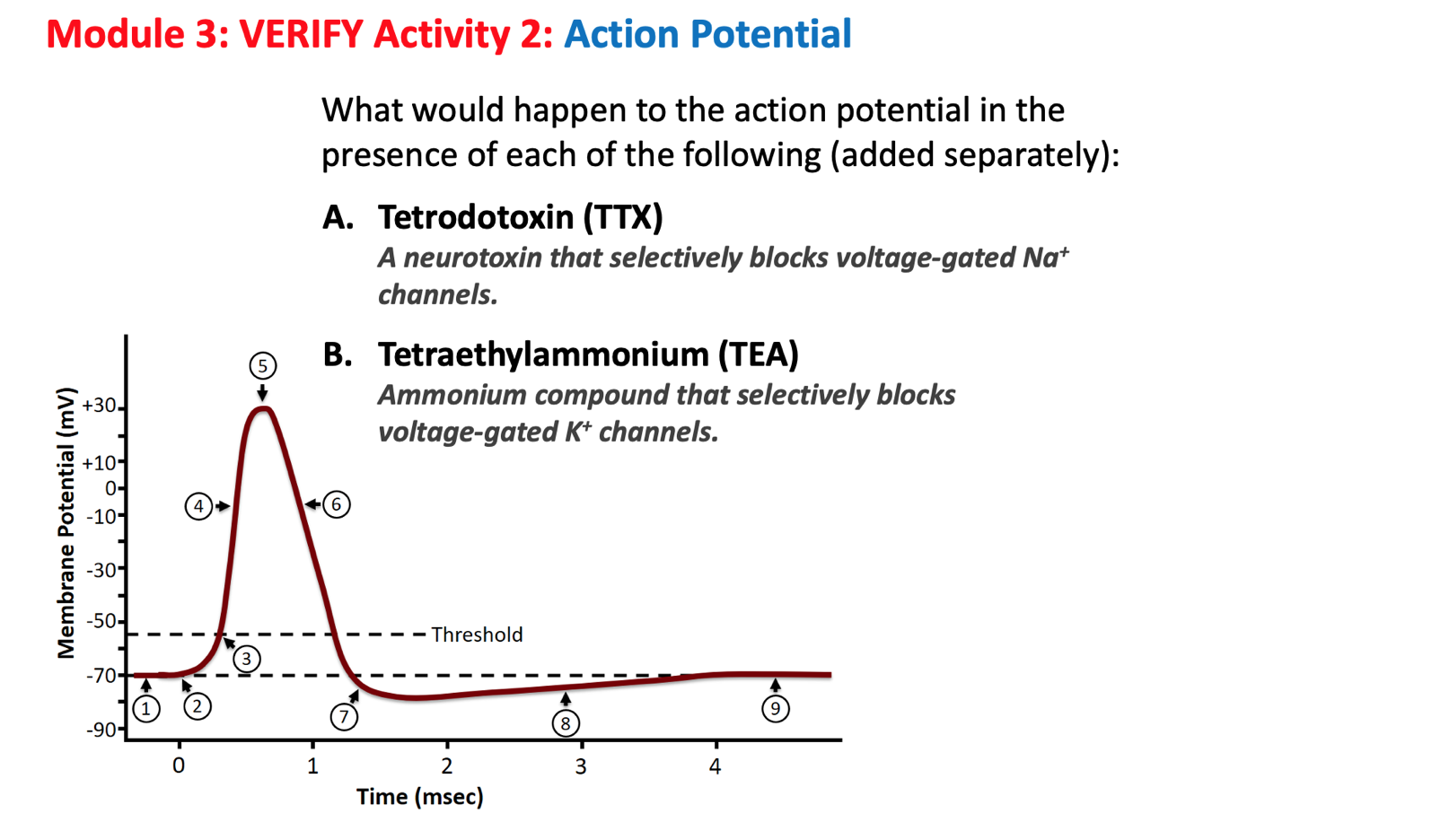 Solved Module 3: VERIFY Activity 2: Action Potential What | Chegg.com