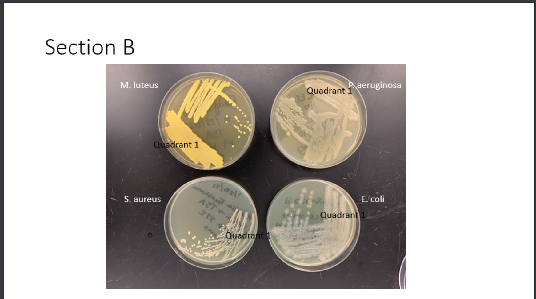 Solved Section A Mannitol Salt Agar Eosin Methylene Blue | Chegg.com