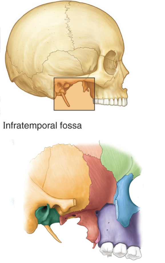 Infratemporal Fossa