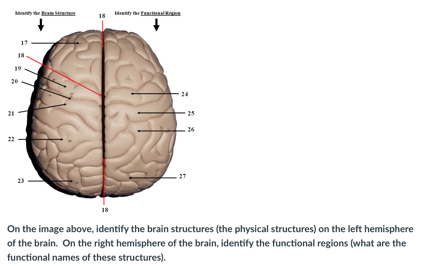 Solved Identify the Brain Structure 18 Identify the | Chegg.com