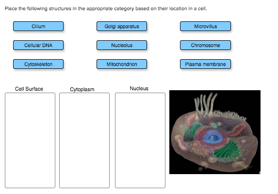 Solved Place the following structures in the appropriate | Chegg.com
