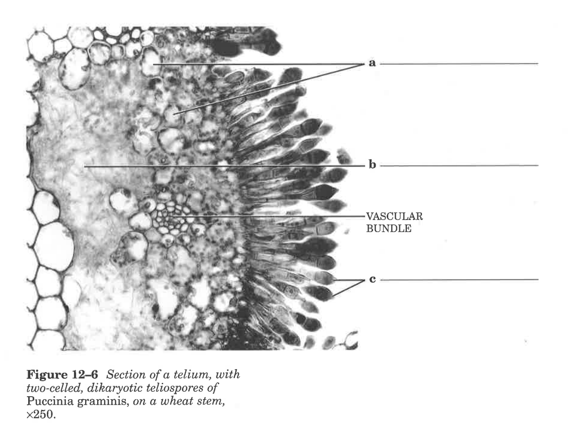 Solved Identify and label the mycelium, host cells, and | Chegg.com