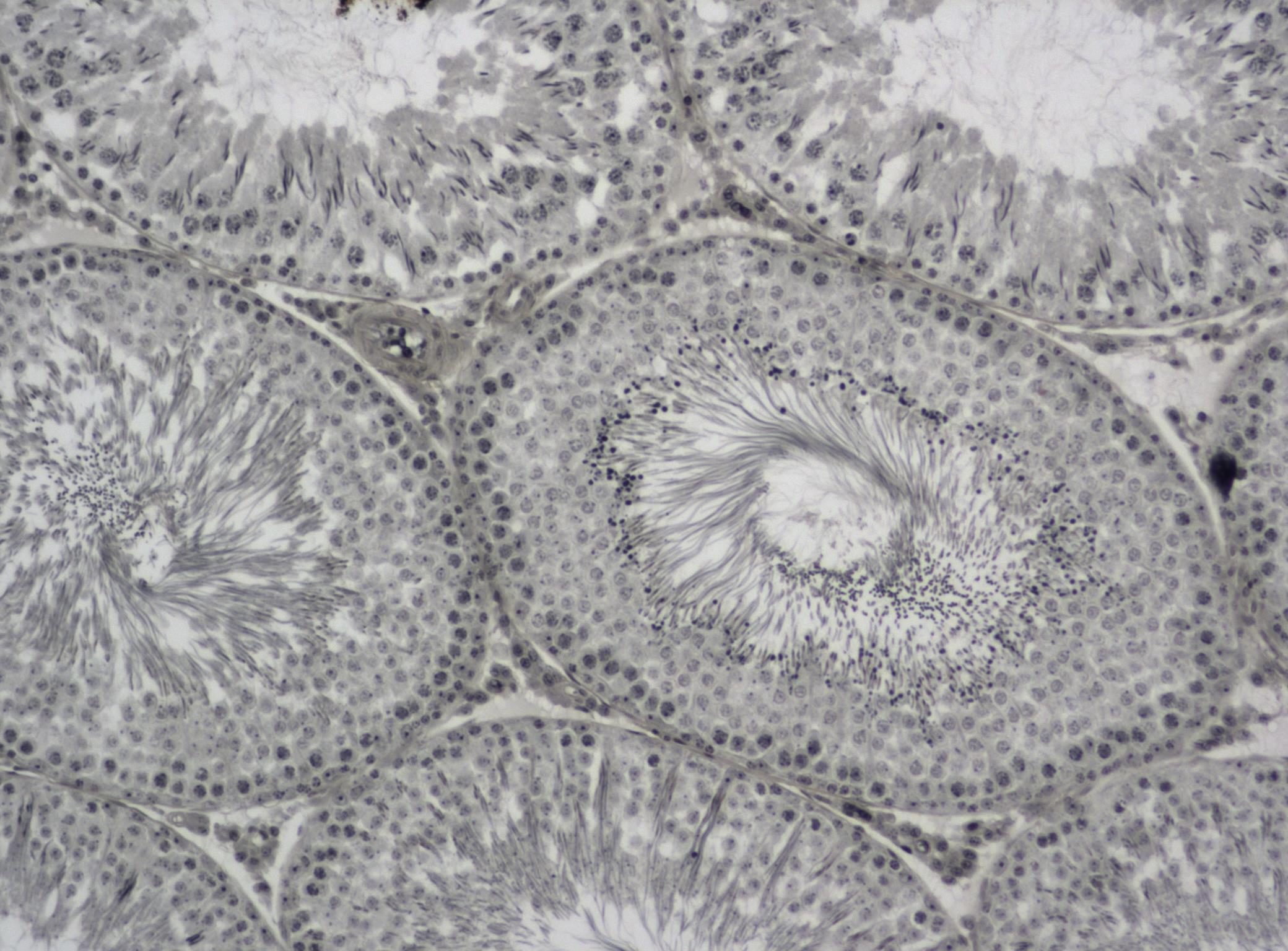 Rat testis labelled | Chegg.com