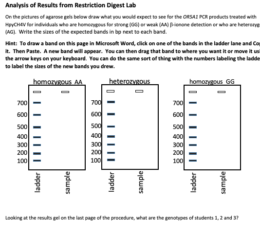 Solved Analysis of Results from Restriction Digest Lab On | Chegg.com