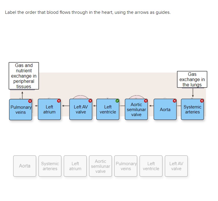 Solved Label the order that blood flows through in the | Chegg.com