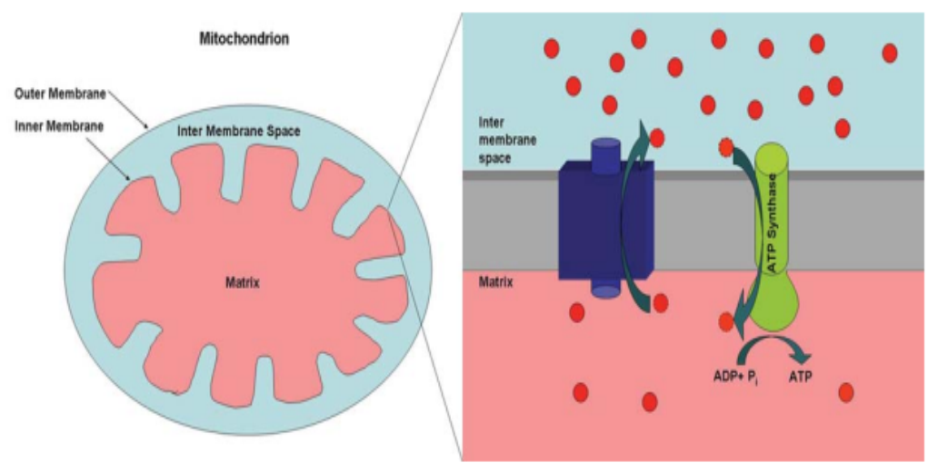 Solved The image on the left depicts the inside of a | Chegg.com