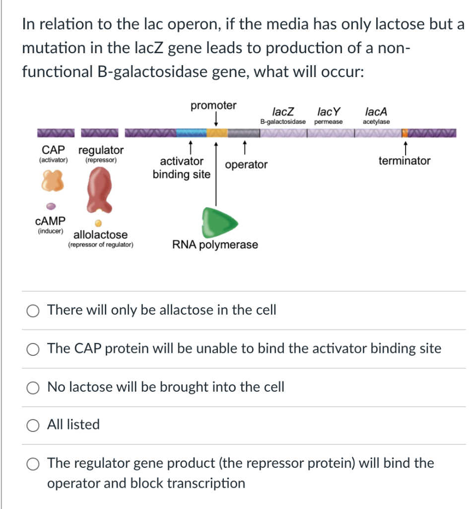 Solved In relation to the lac operon, if the media has only | Chegg.com