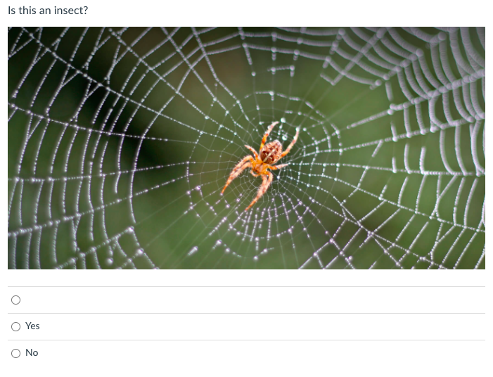Solved Is this an insect? Yes No | Chegg.com