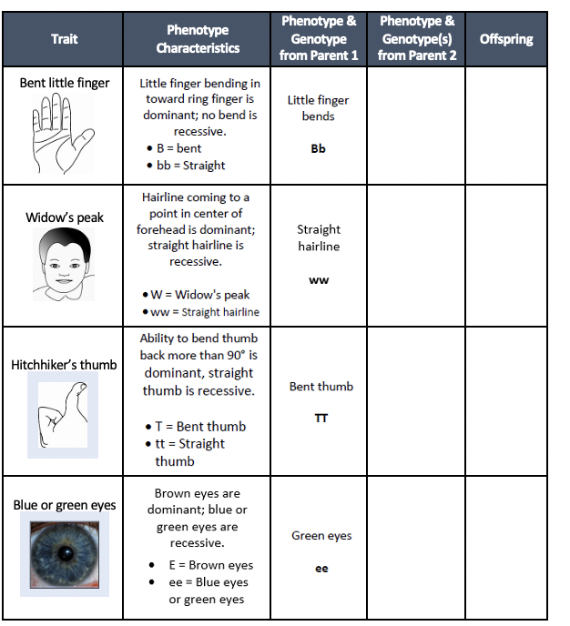 Solved Exercise 1: Observing Phenotype Characteristics Data | Chegg.com