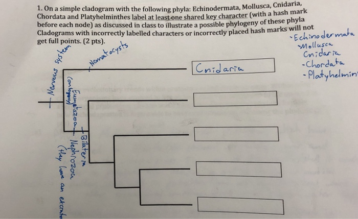 Solved 1. On a simple cladogram with the following phyla: | Chegg.com