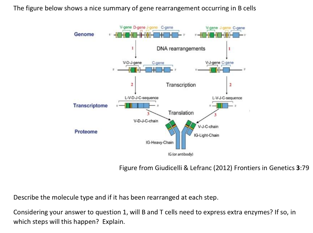 Solved The figure below shows a nice summary of gene | Chegg.com