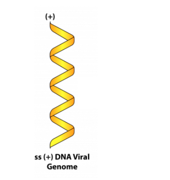Solved Starting with the viral genome, demonstrate how each | Chegg.com
