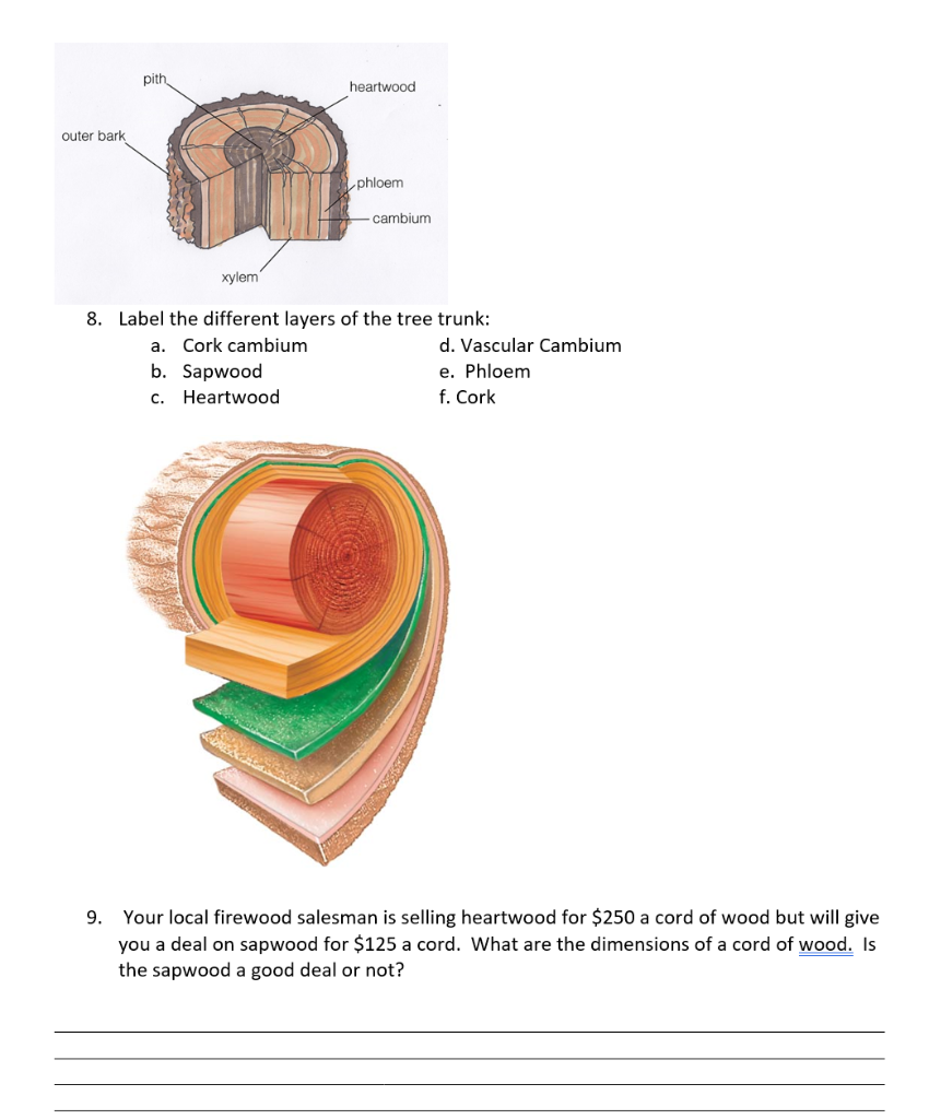 Solved Layers of the tree trunk :) I'm not sure why this is | Chegg.com