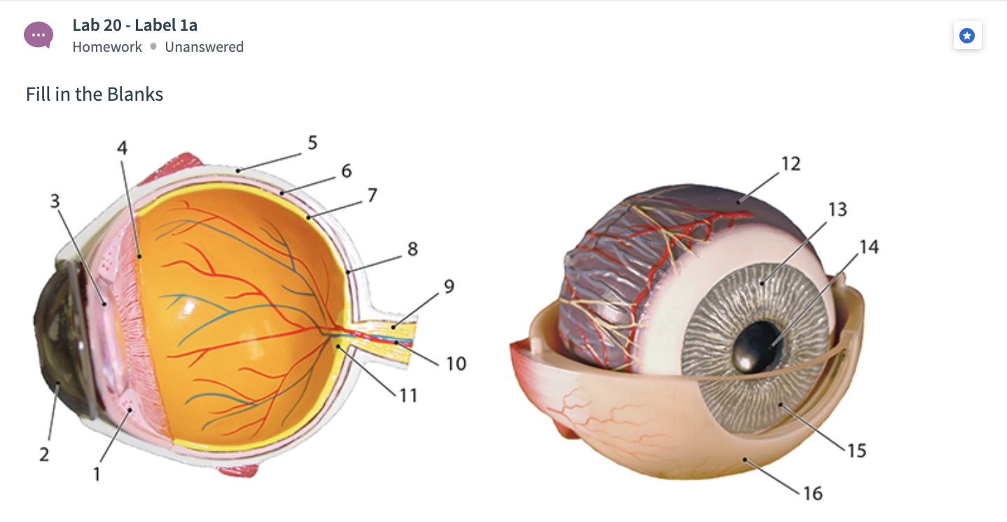 Solved Lab 20 - Label la Homework. Unanswered Fill in the | Chegg.com