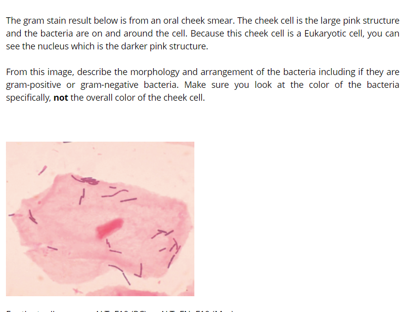 Solved The gram stain result below is from an oral cheek | Chegg.com