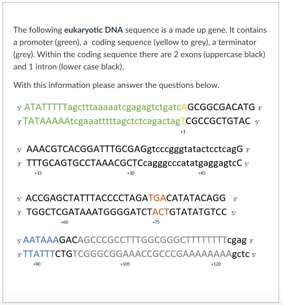Solved The following eukaryotic DNA sequence is a made up | Chegg.com