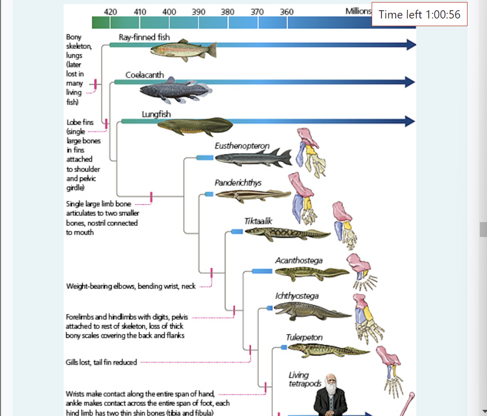 Solved The coelacanth, lungfish, and various extinct, fossil | Chegg.com