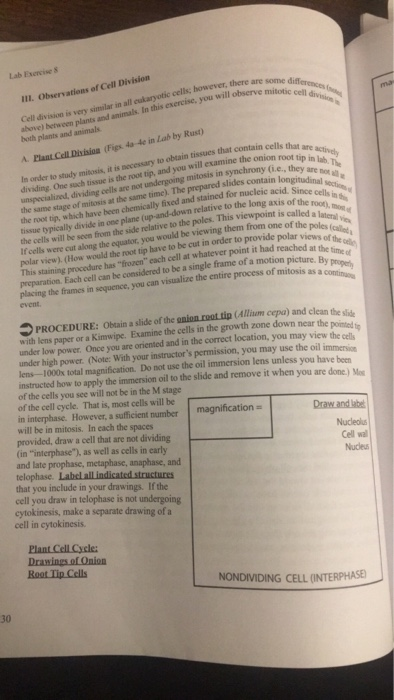 Solved Lab Exercise 8 some d mitotic cell divi I11. | Chegg.com
