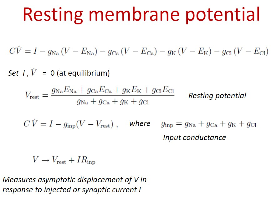 2. Transmembrane potential. a. [10 points] Starting | Chegg.com