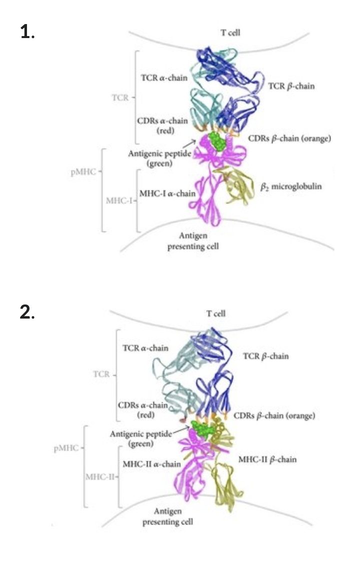 Solved IMMUNOLOGY Match each description with the | Chegg.com