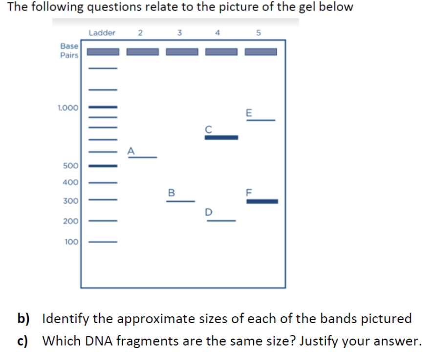 Solved The following questions relate to the picture of the | Chegg.com