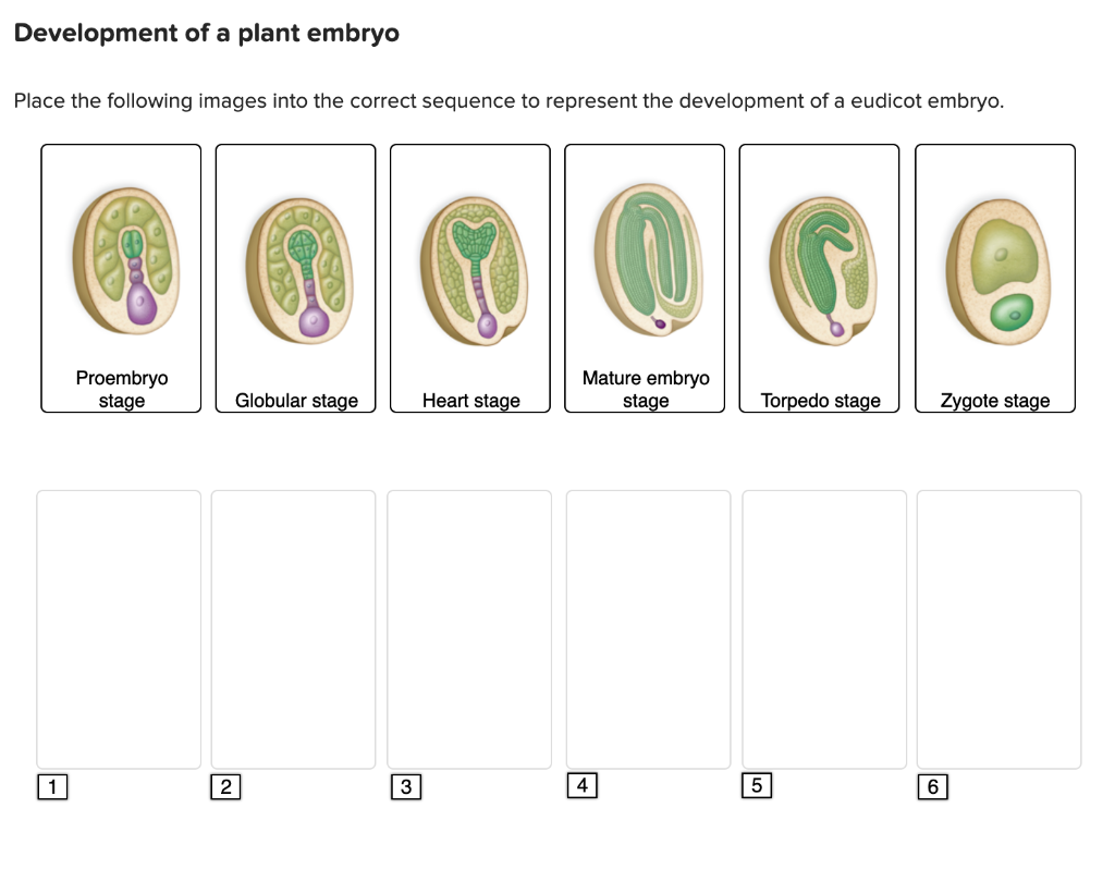 Solved Place The Following Images Into The Correct Sequence Chegg