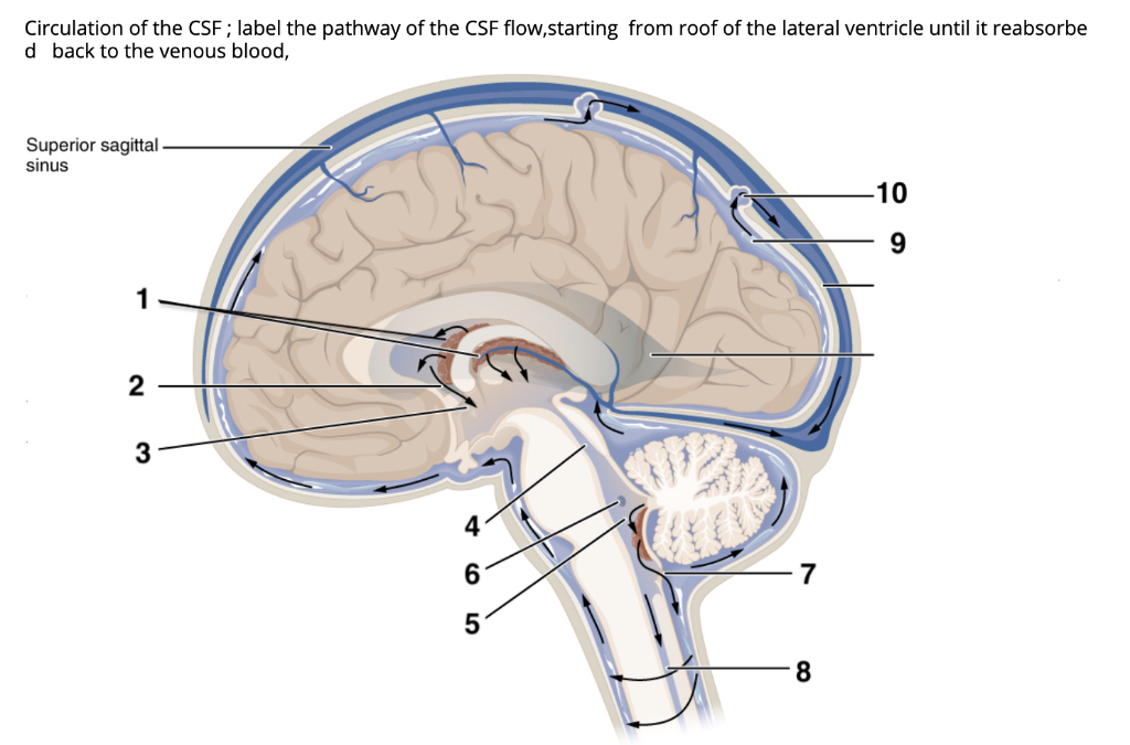 Solved Circulation of the CSF; label the pathway of the CSF | Chegg.com